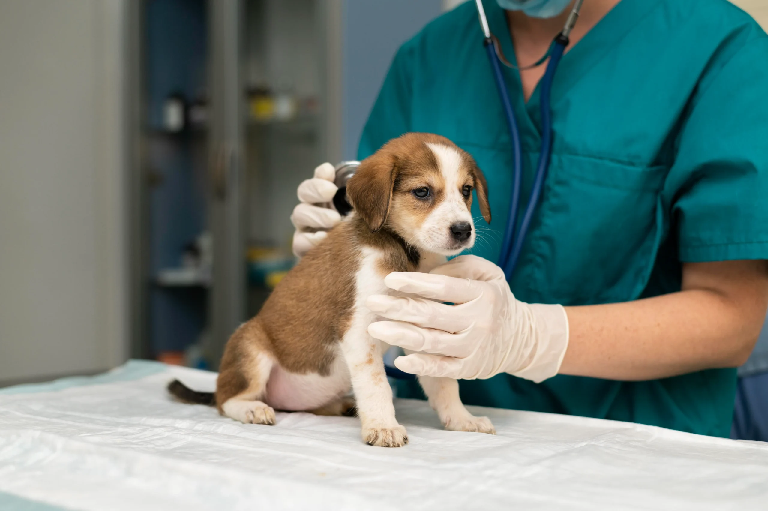 SKS Veterinary Hospital | Best Veterinary Hospital in India