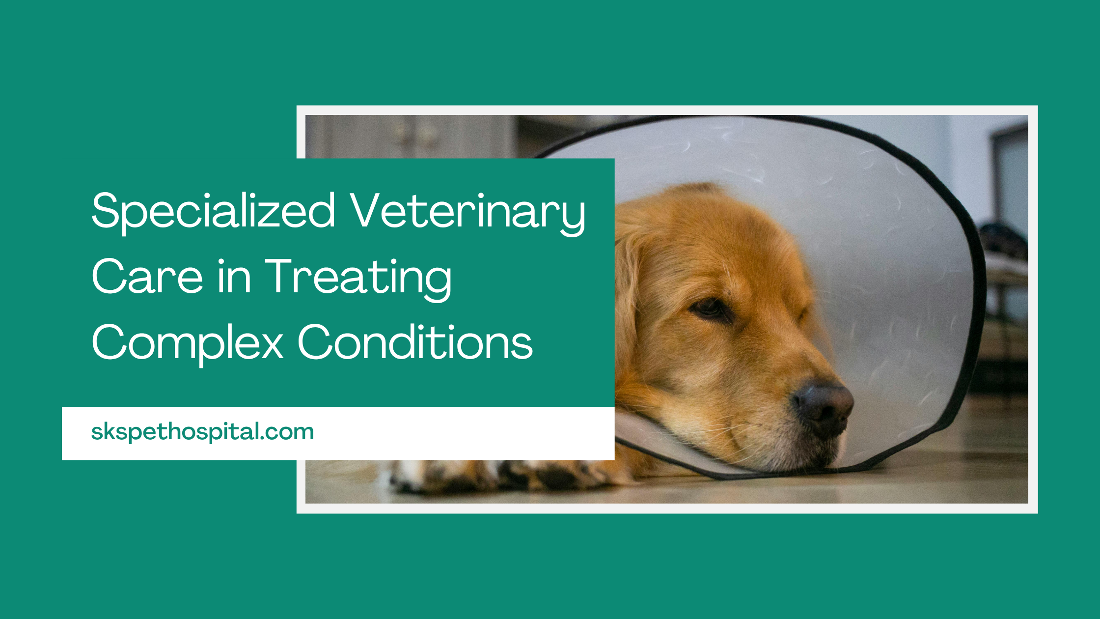 Specialized Veterinary Care for Complex Pet Conditions | Advanced ...